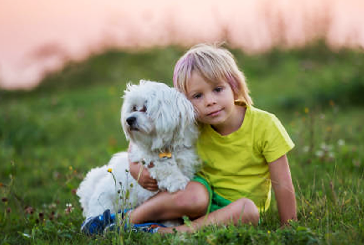 The 21 Most Affectionate Dog Breeds - HubPages