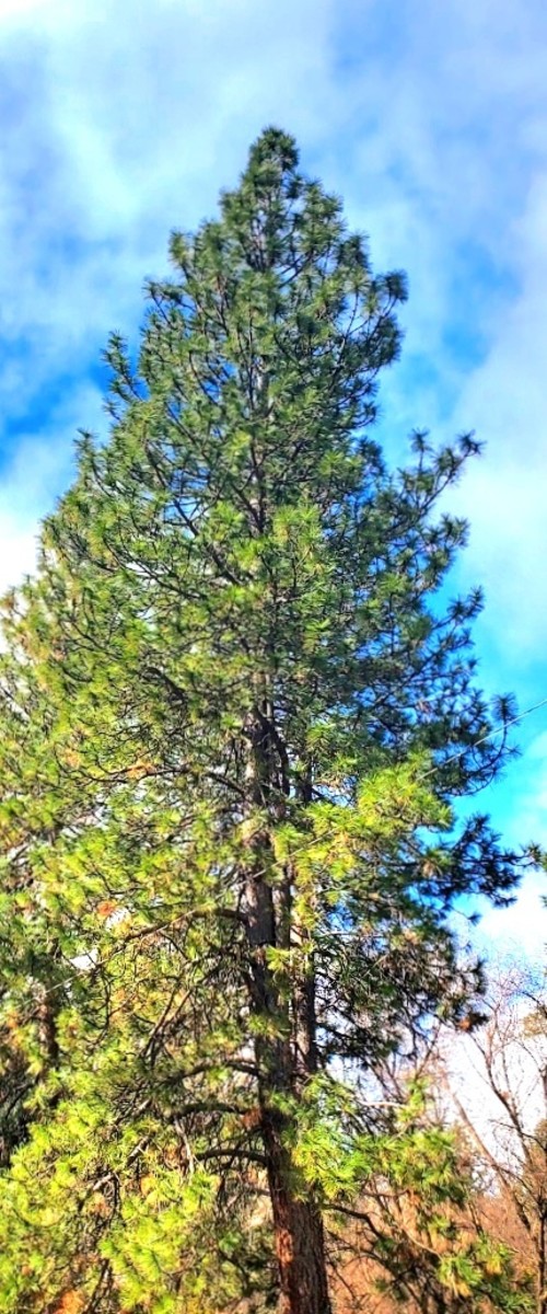 A Tale of the Mighty Ponderosa - HubPages