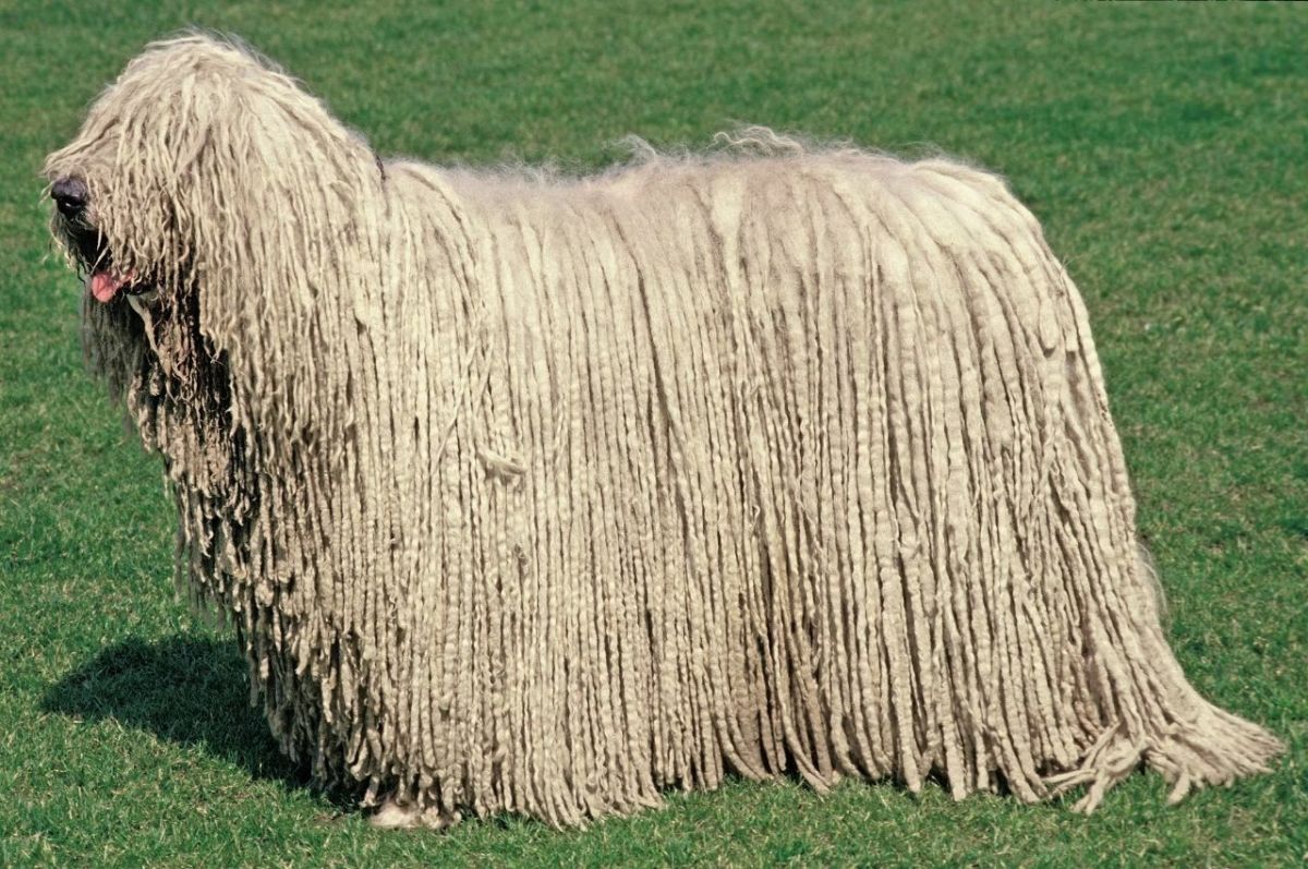 Komondor Origin Komondor Origin