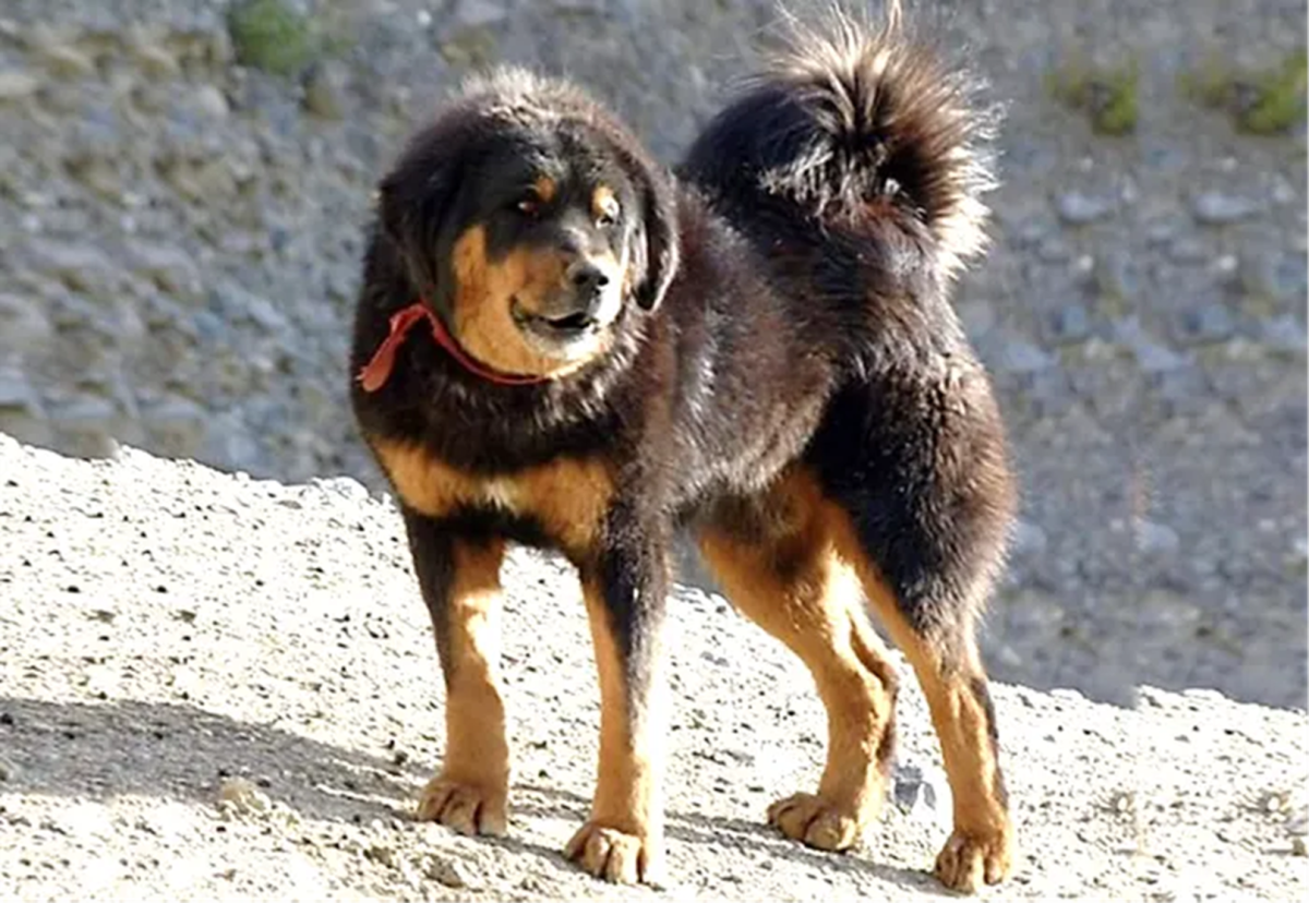 21 Popular Dog Breeds in India: Purchasing Price and Care - HubPages