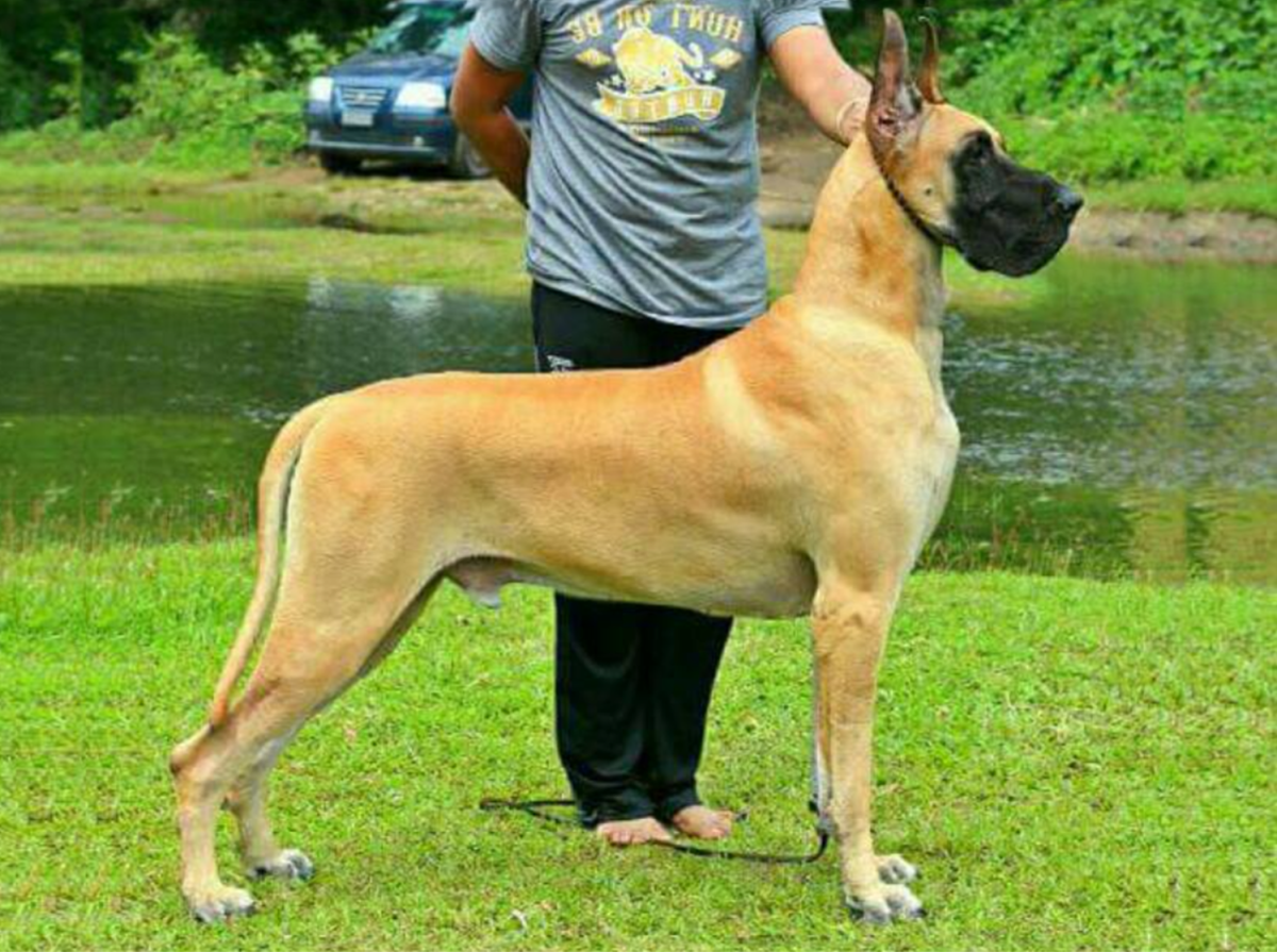 15 Most Popular Dog Breeds in Pakistan: Purchasing Price and Care ...