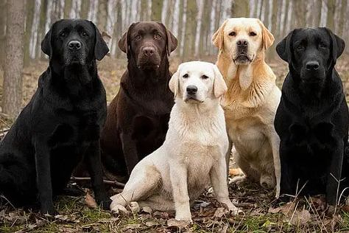15 Most Popular Dog Breeds in Pakistan: Purchasing Price and Care ...