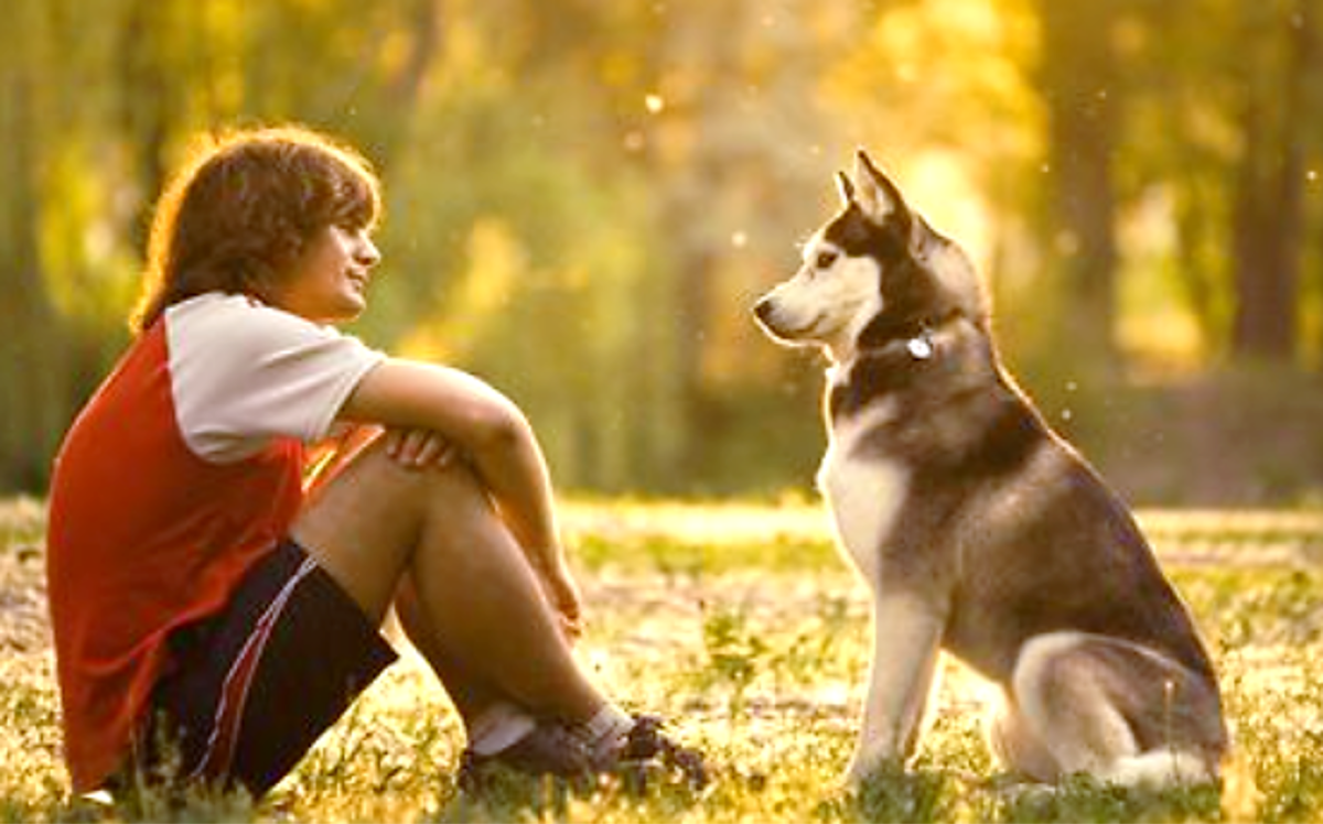 15 Most Popular Dog Breeds in Pakistan: Purchasing Price and Care ...