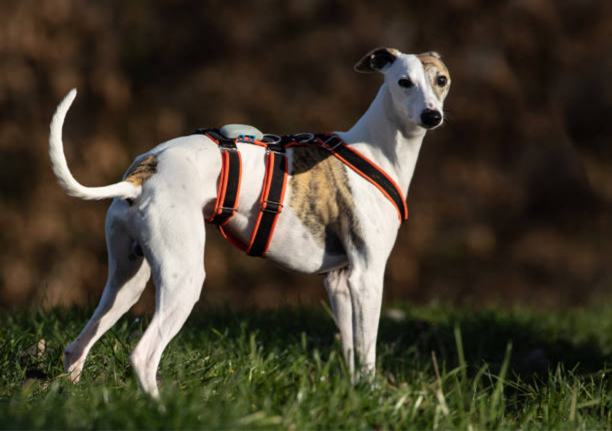 15 Most Popular Dog Breeds in Pakistan: Purchasing Price and Care ...