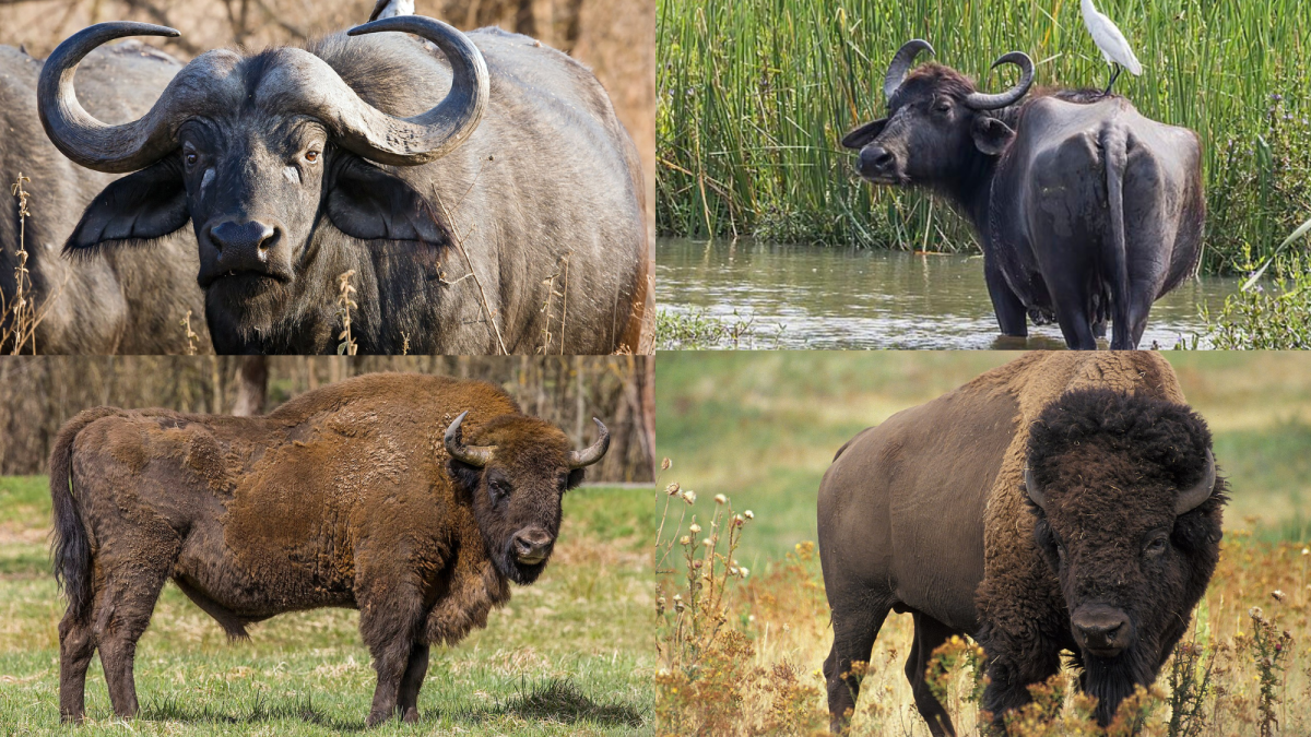 Back From the Brink: History of the Conservation of the American Bison ...
