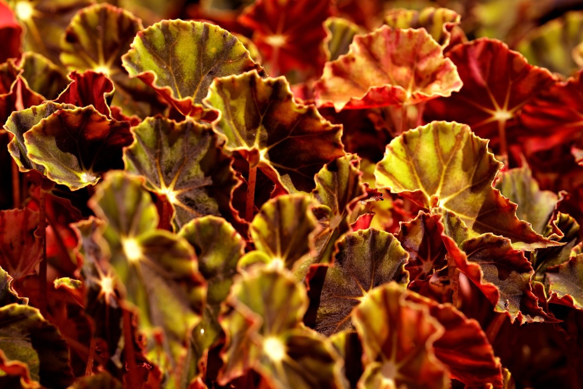 How to Grow and Care for Painted-Leaf Begonias - Dengarden