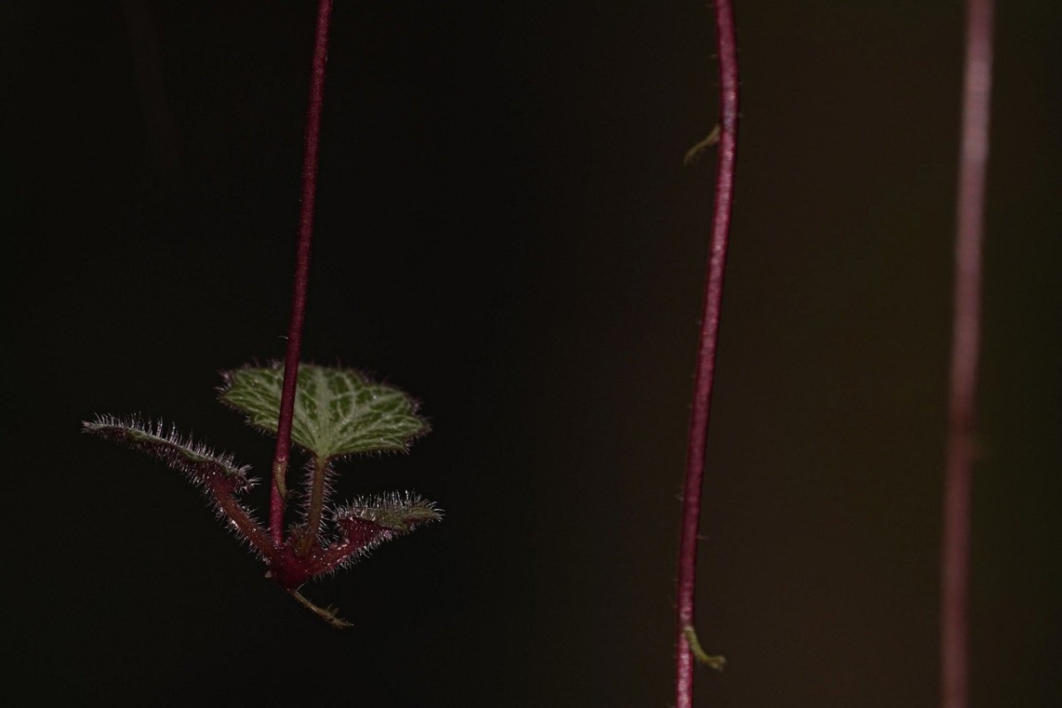 How to Grow and Care for Painted-Leaf Begonias - HubPages