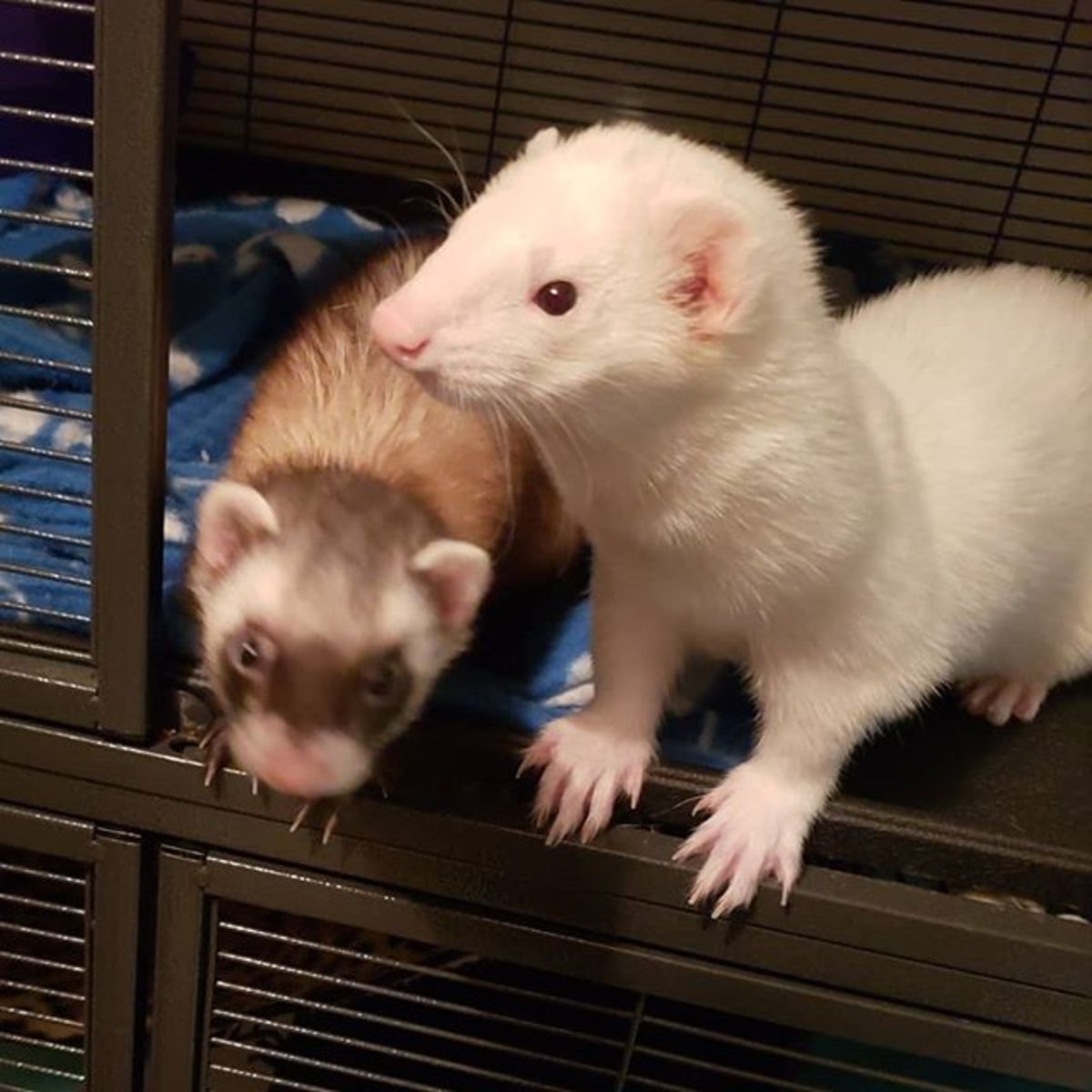 Ferret Health - All About the Ears - HubPages