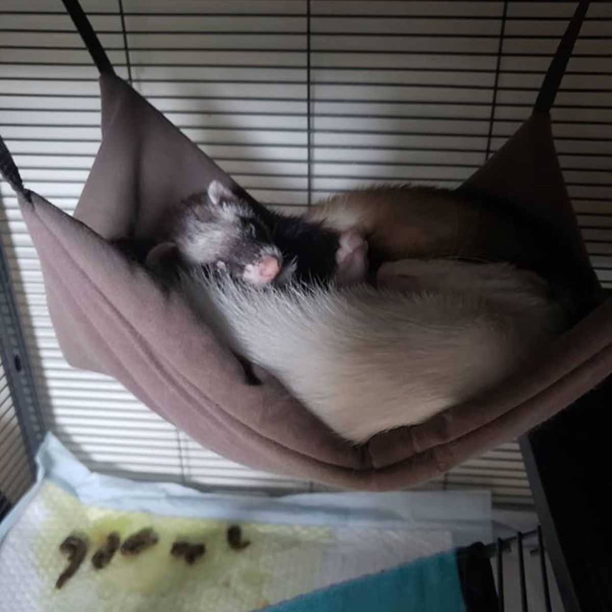 Ferret Health - All About the Ears - HubPages