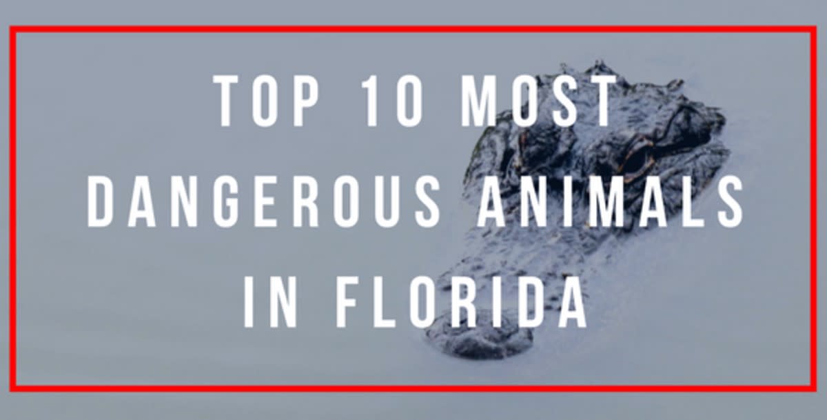The Top 10 Most Dangerous Animals in Florida - HubPages