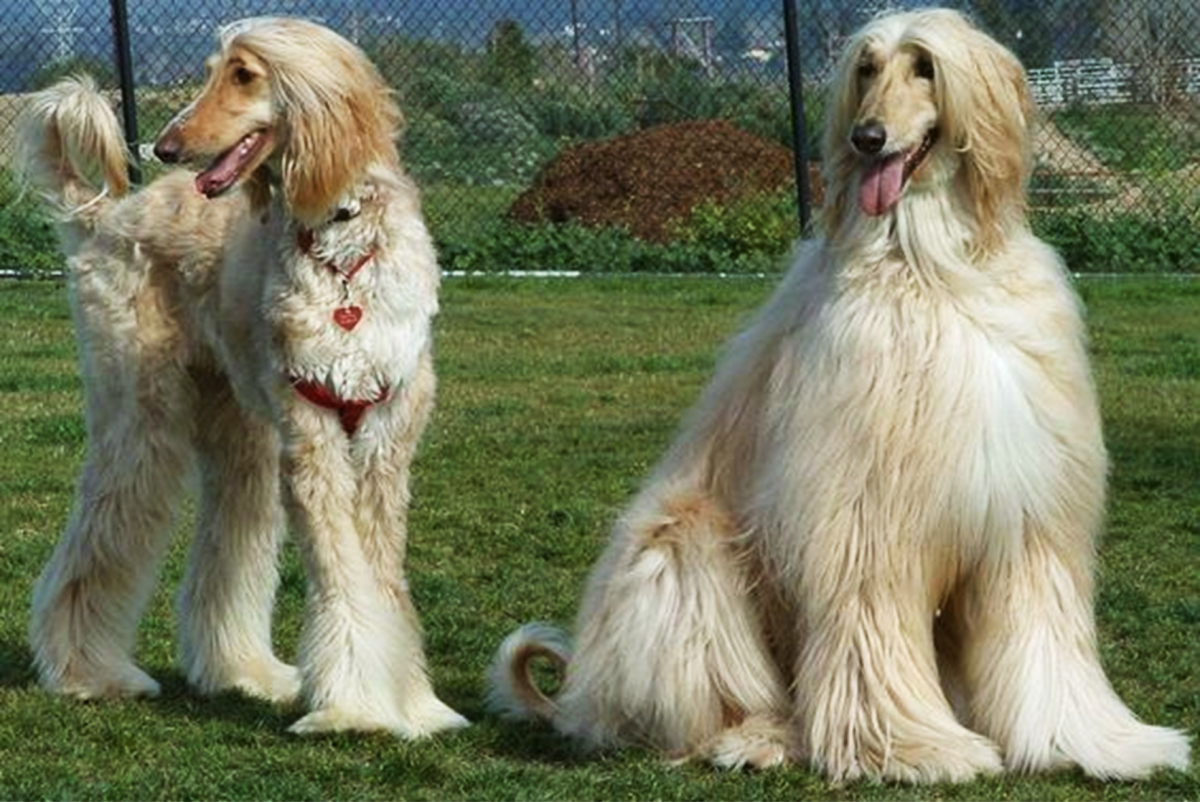 11 Tallest Dogs For Apartments - HubPages