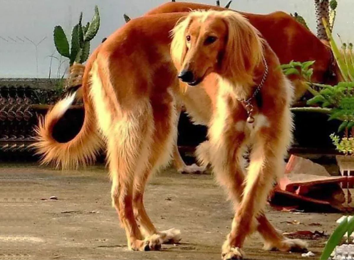 Fawn Sable Saluki