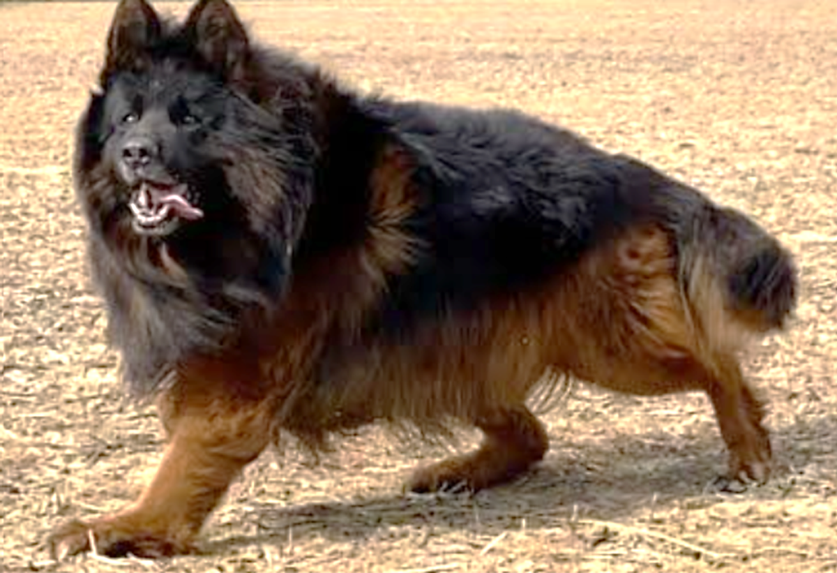 11 Tallest Dogs For Apartments - HubPages