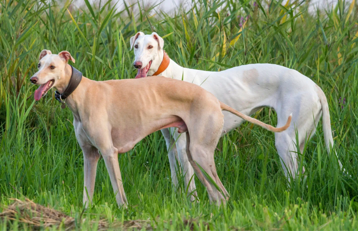 11 Tallest Dogs For Apartments - HubPages