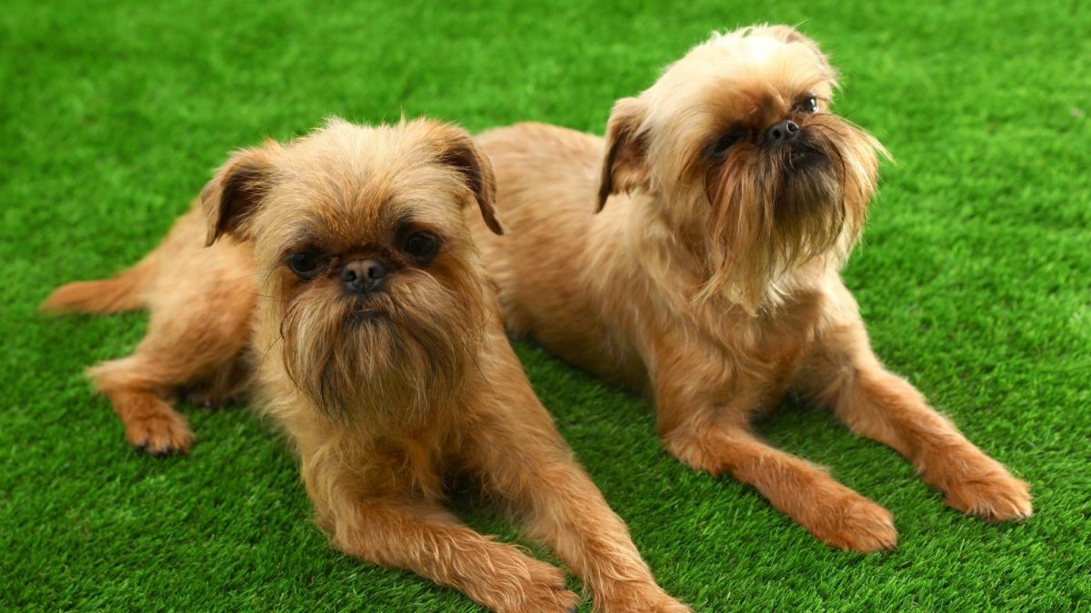 A Comprehensive Guide to Brussels Griffon: Characteristics, Care, and ...