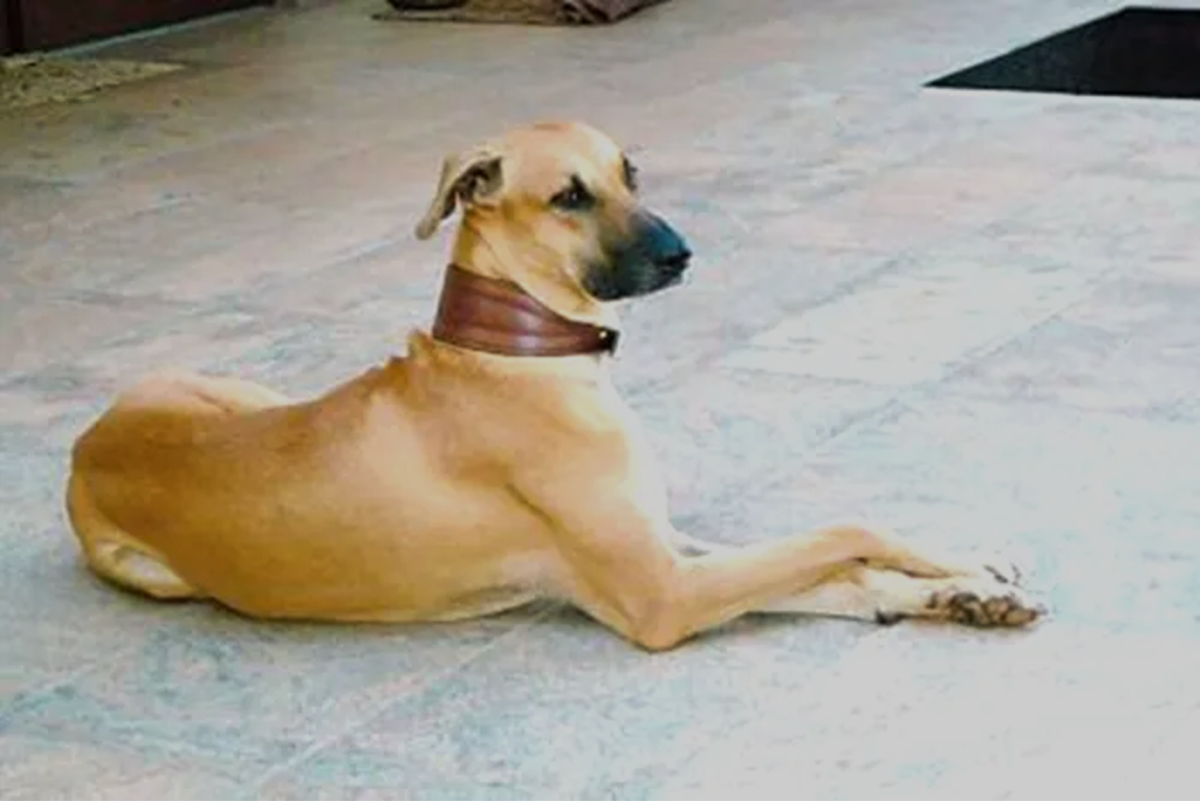 Ancient Dog Breeds of India & Their Legacy Through Time - HubPages