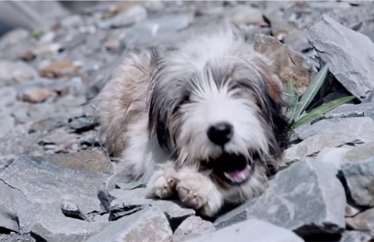 Ancient Dog Breeds of India & Their Legacy Through Time - HubPages