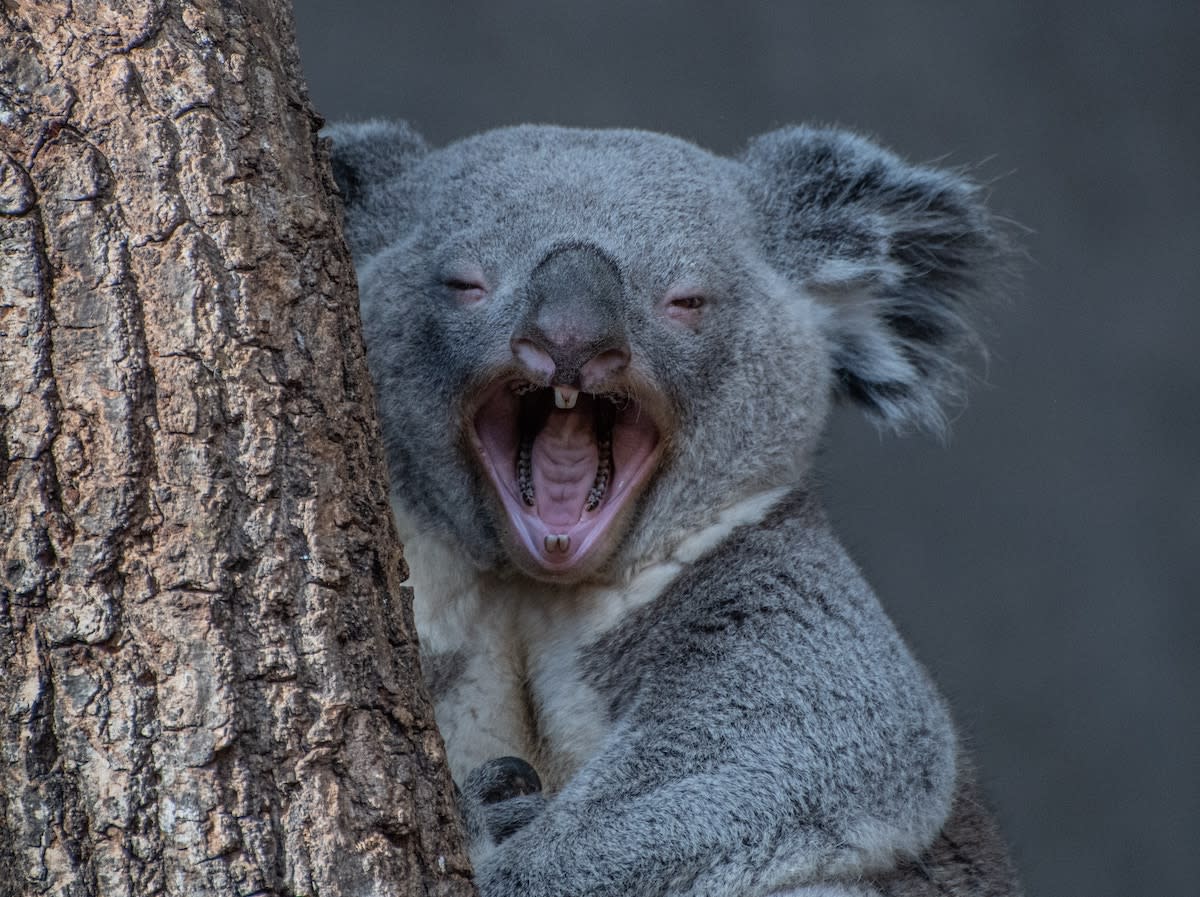 Koalas Are Weird Little Monsters, Actually - HubPages