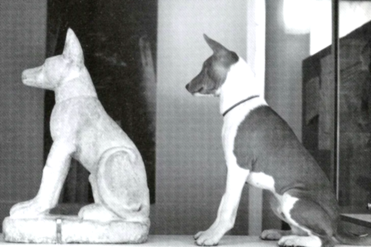 The 10 Ancient Dog Breeds That Still Exist - HubPages