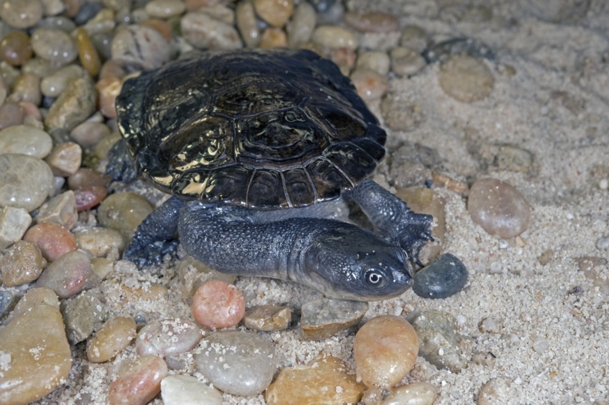 9 Rare Animals Native to Indonesia - HubPages