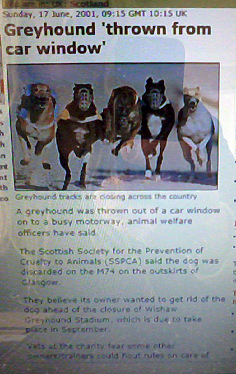 How Efforts to Rehome Greyhounds led to a Backlash from the Racing ...