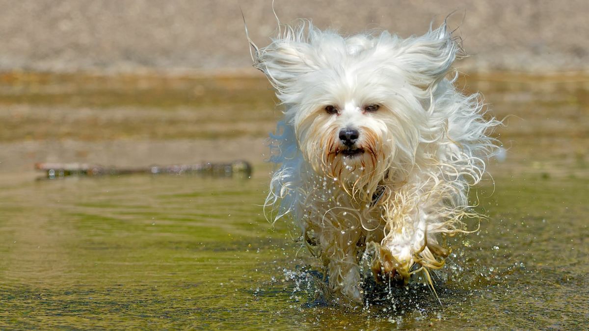 The Havanese: A Guide to This Lively and Loving Breed - PetHelpful