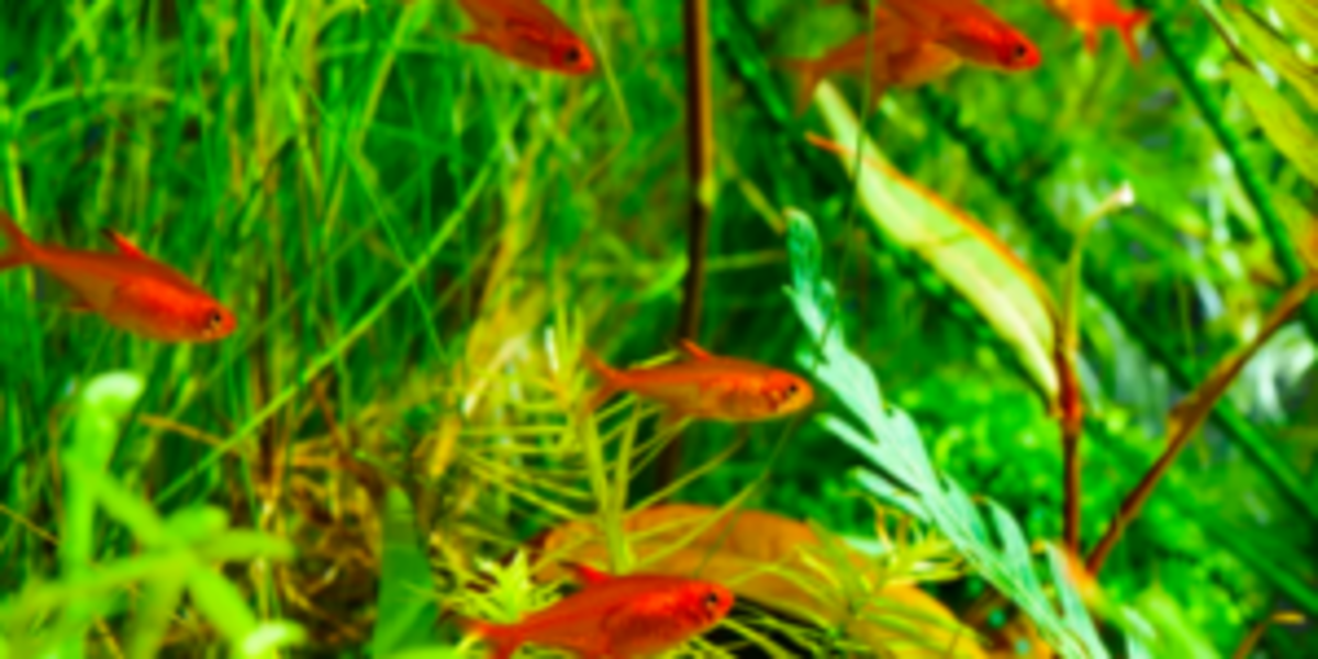 Illustrated Guide to the Top 7 Shrimp-Friendly Tetras - HubPages