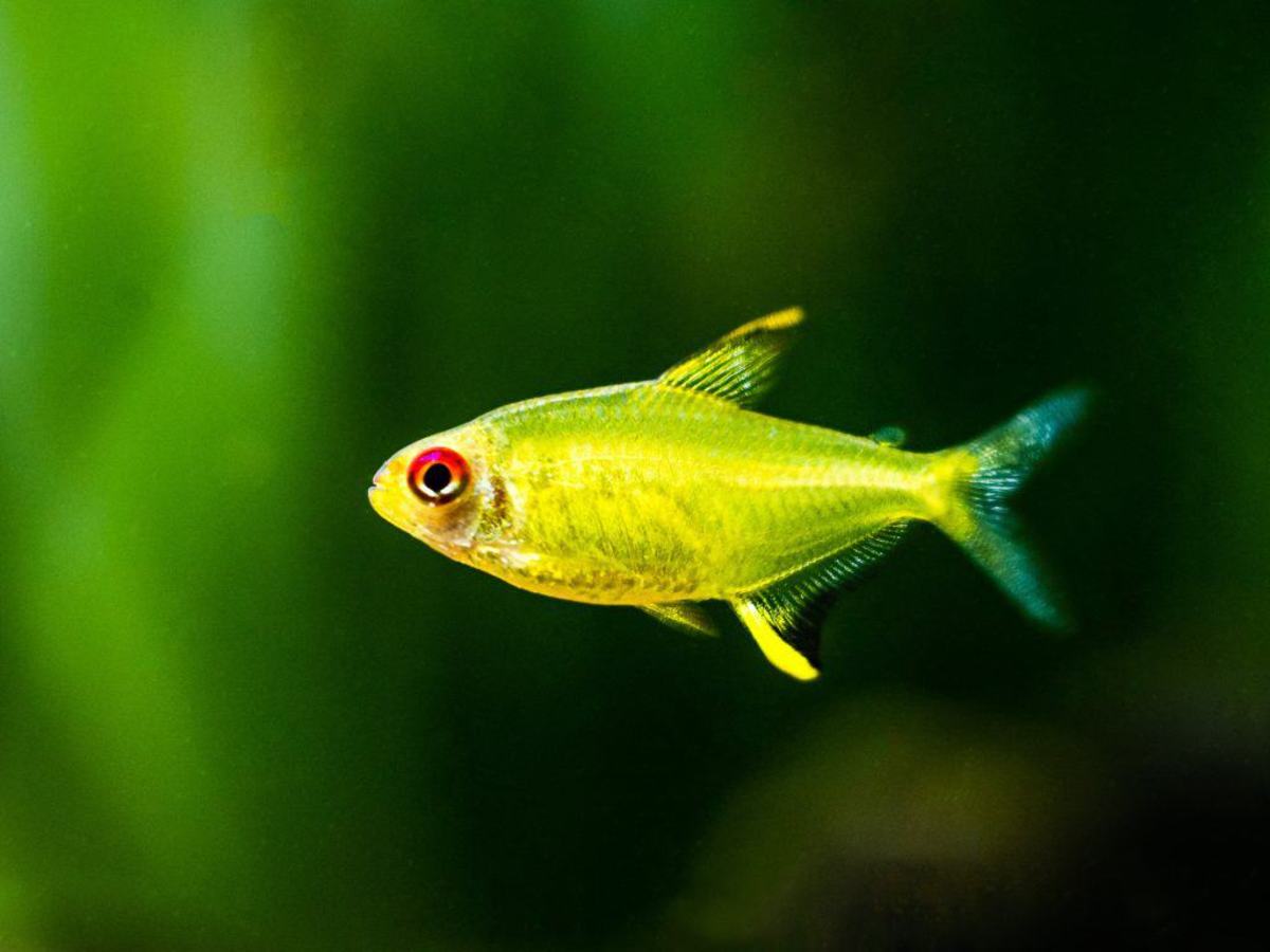 Illustrated Guide to the Top 7 Shrimp-Friendly Tetras - HubPages