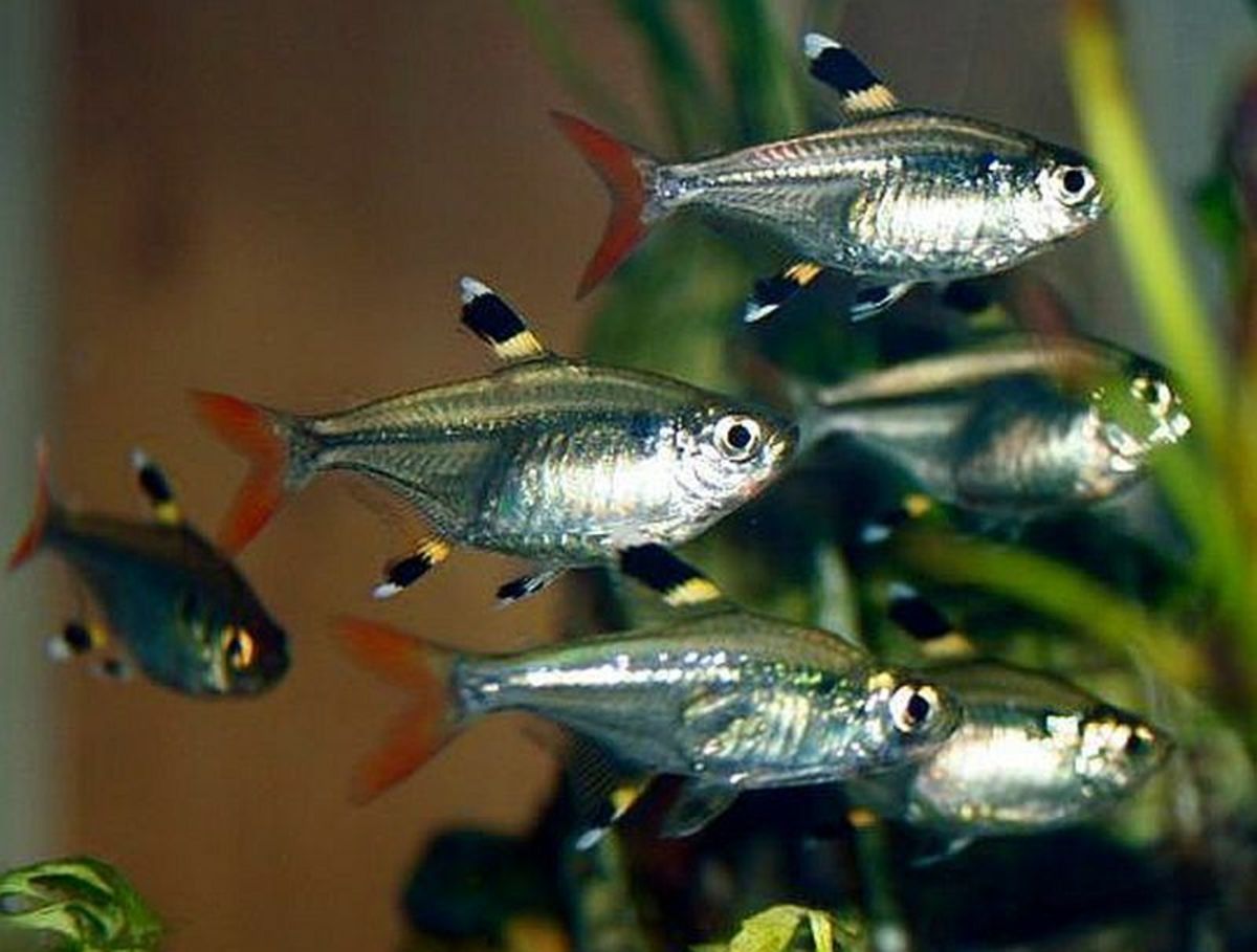 Illustrated Guide to the Top 7 Shrimp-Friendly Tetras - HubPages