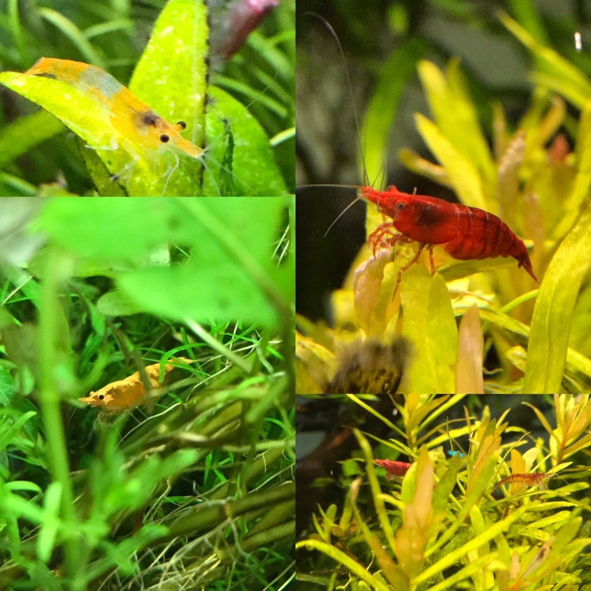 Illustrated Guide to the Top 7 Shrimp-Friendly Tetras - HubPages
