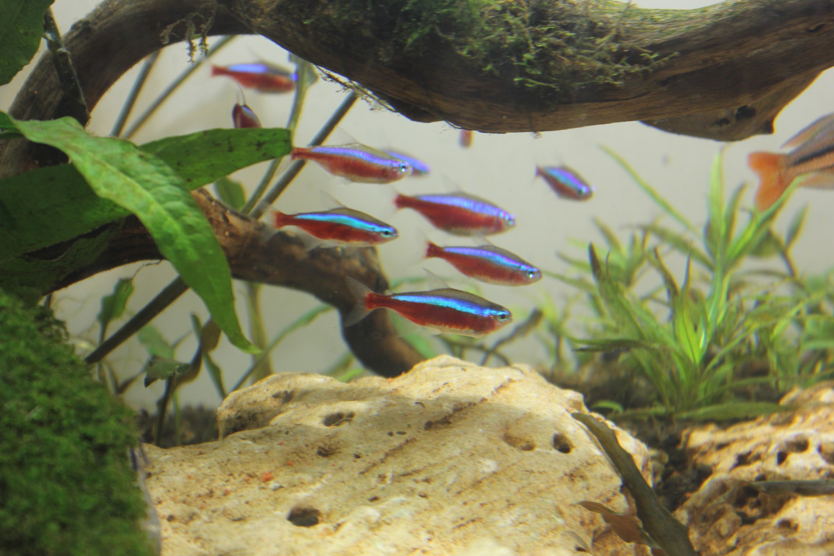 Illustrated Guide to the Top 7 Shrimp-Friendly Tetras - HubPages