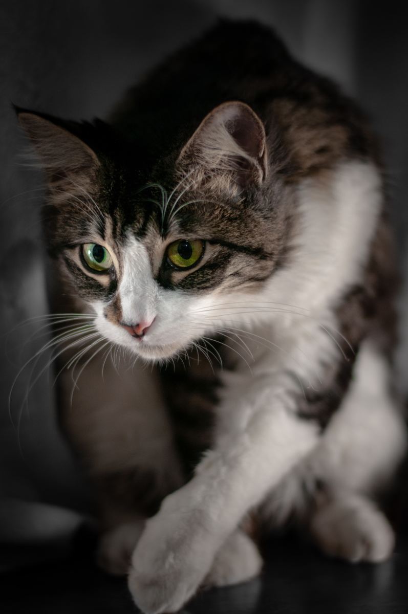 200 Clever Names for Curious Cats - HubPages