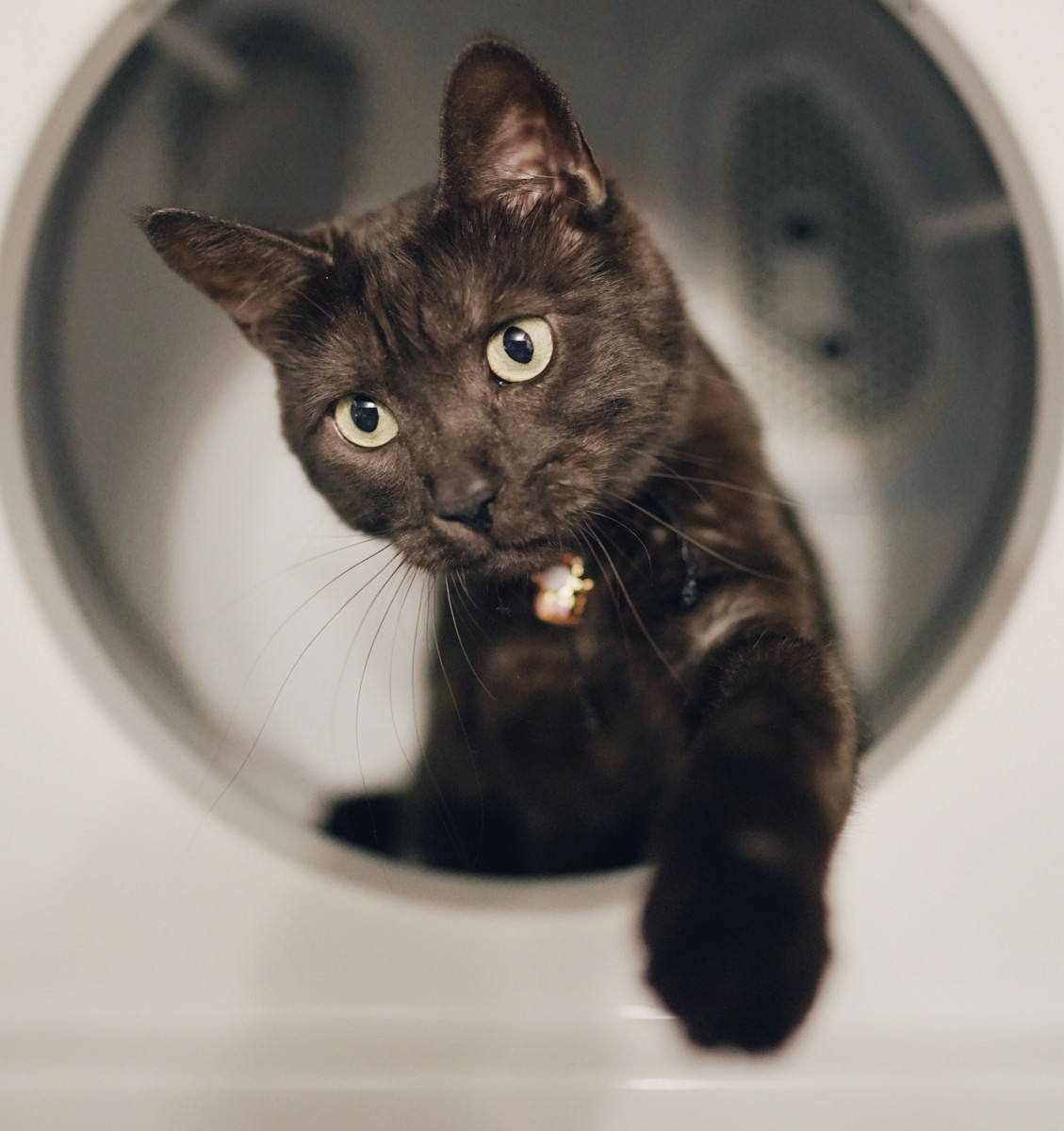 200 Clever Names for Curious Cats - HubPages