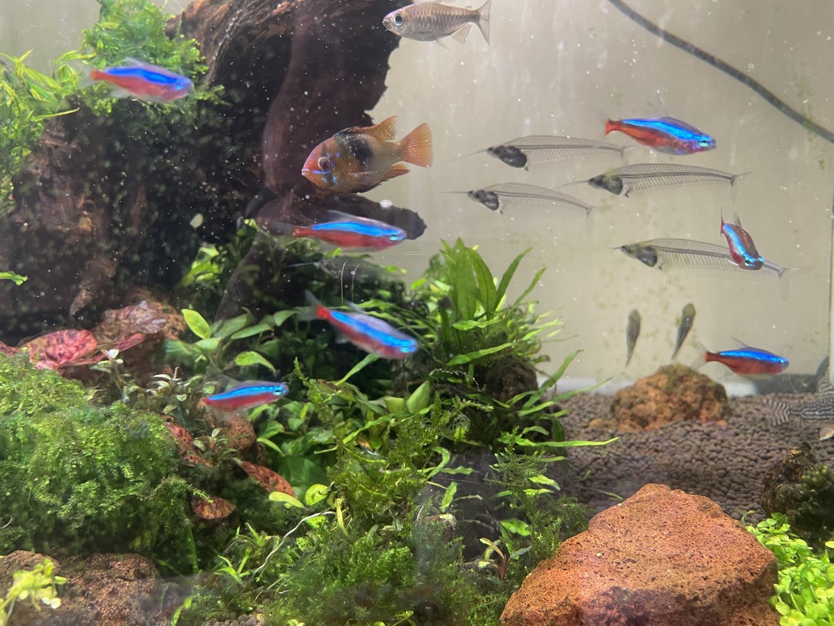 5 Unconventional Fish Species With Astonishing Anecdotes - HubPages