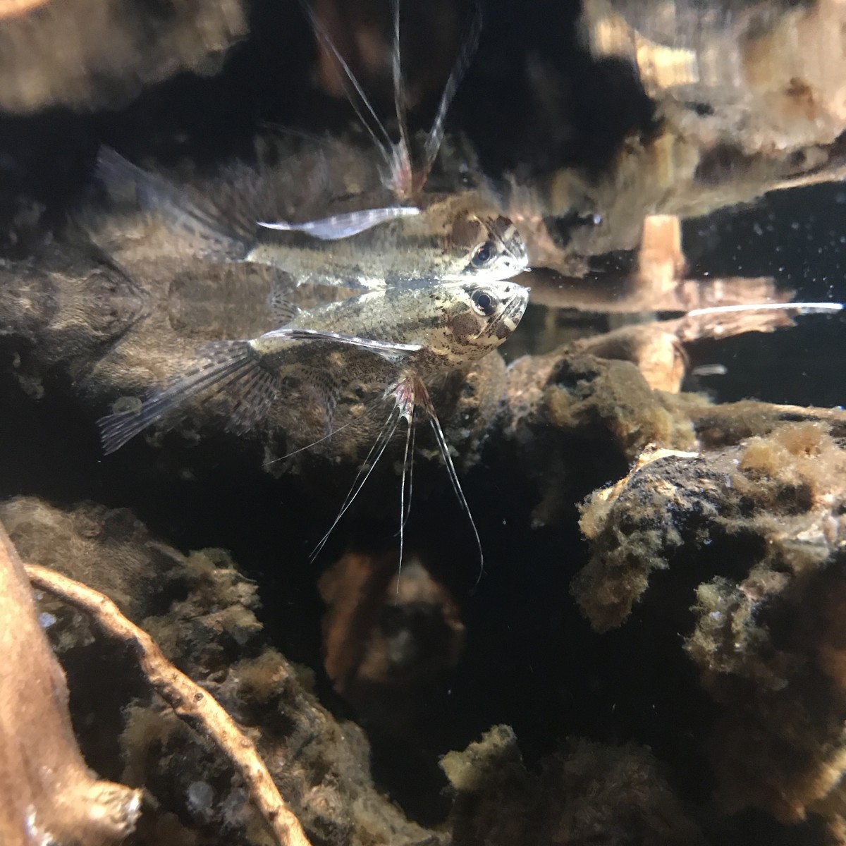 5 Unconventional Fish Species With Astonishing Anecdotes - HubPages