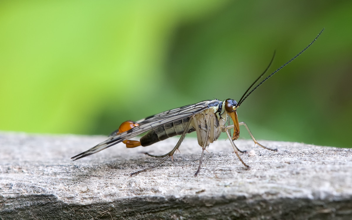 Weird Mating Habits of Insects - HubPages