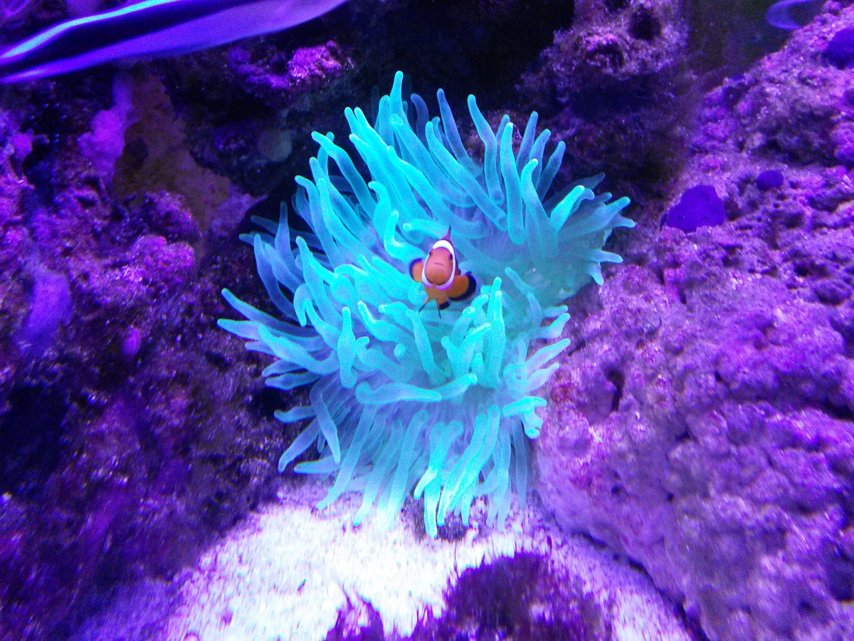 Bubble Tip Anemone Care Guide - HubPages