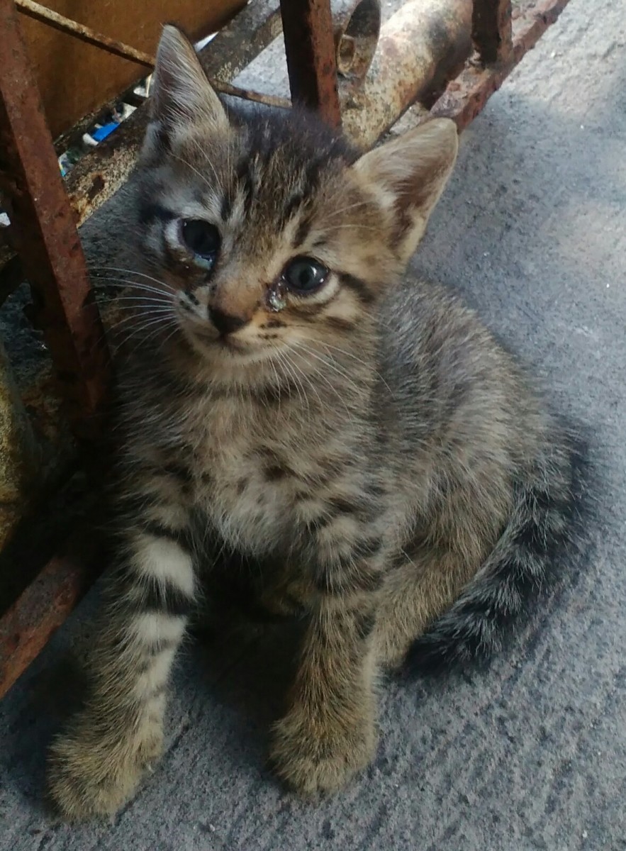 10 Life Lessons You Can Learn From Cats - HubPages