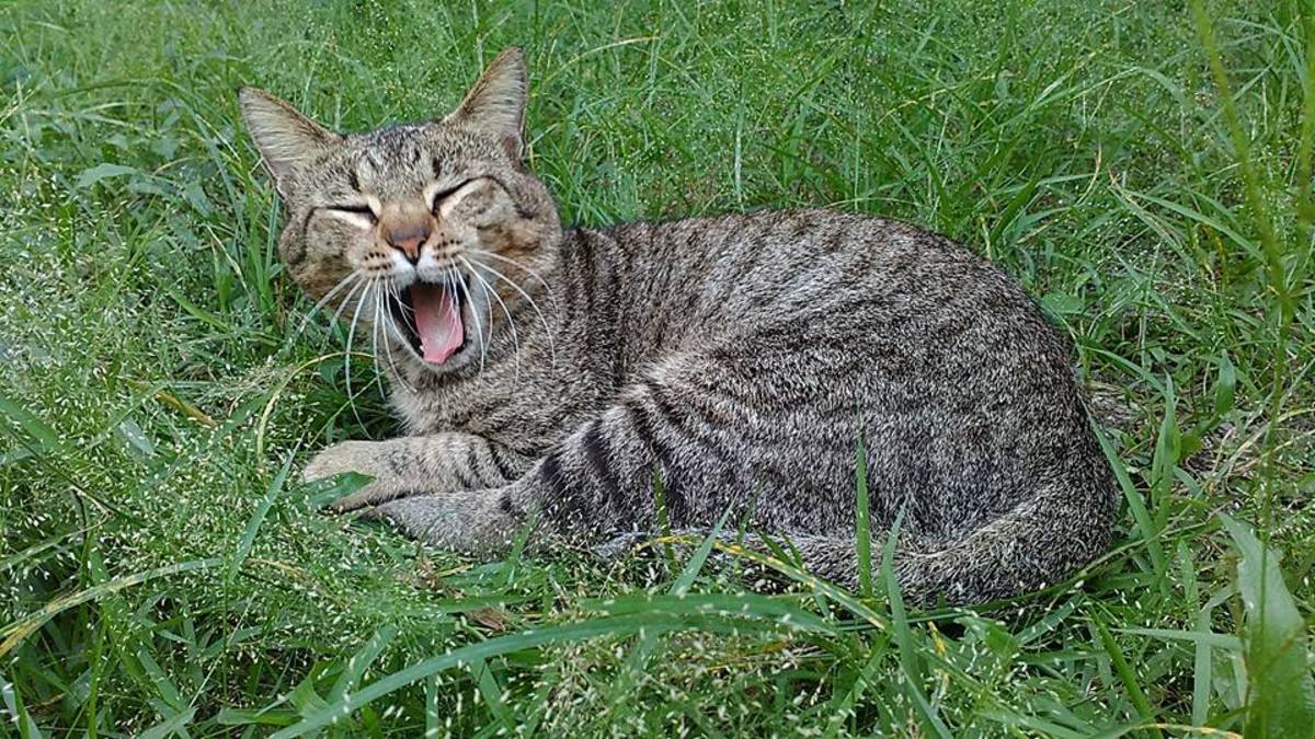 10 Life Lessons You Can Learn From Cats - HubPages