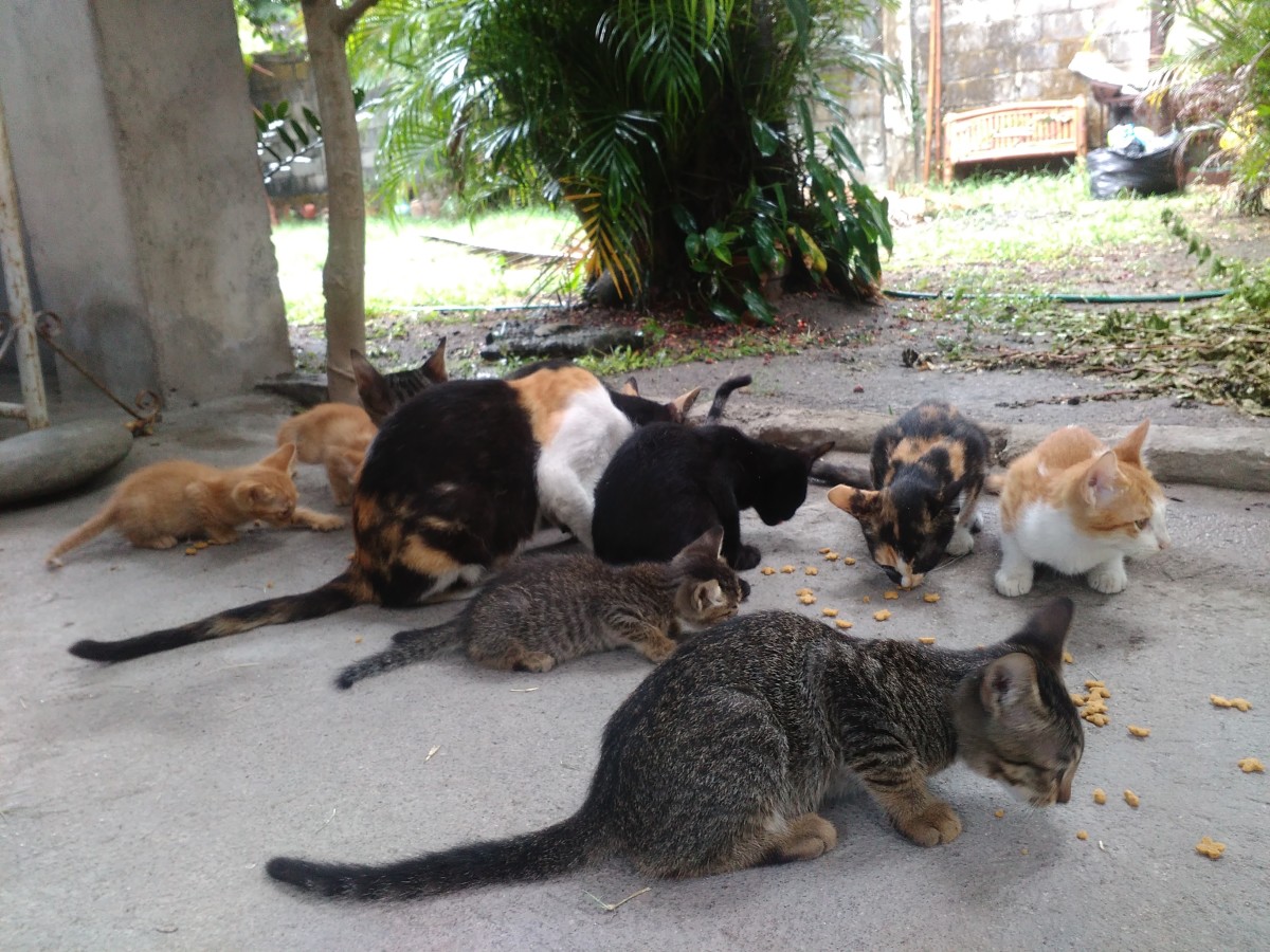 10 Life Lessons You Can Learn From Cats - HubPages