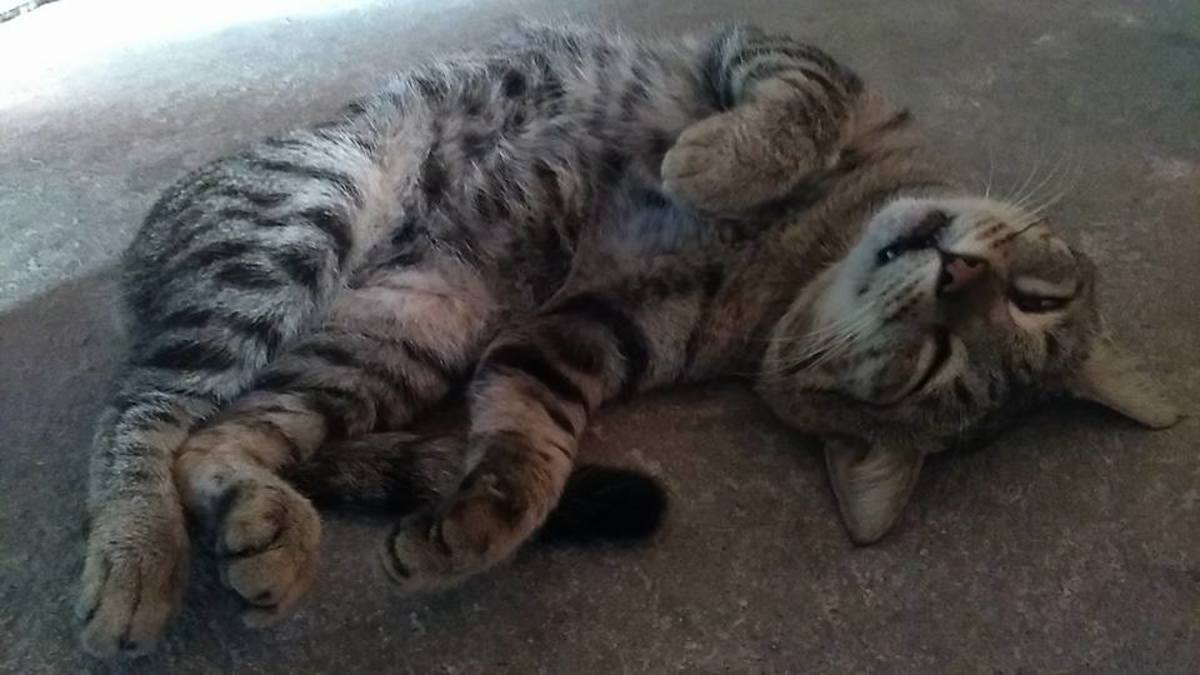 10 Life Lessons You Can Learn From Cats - HubPages