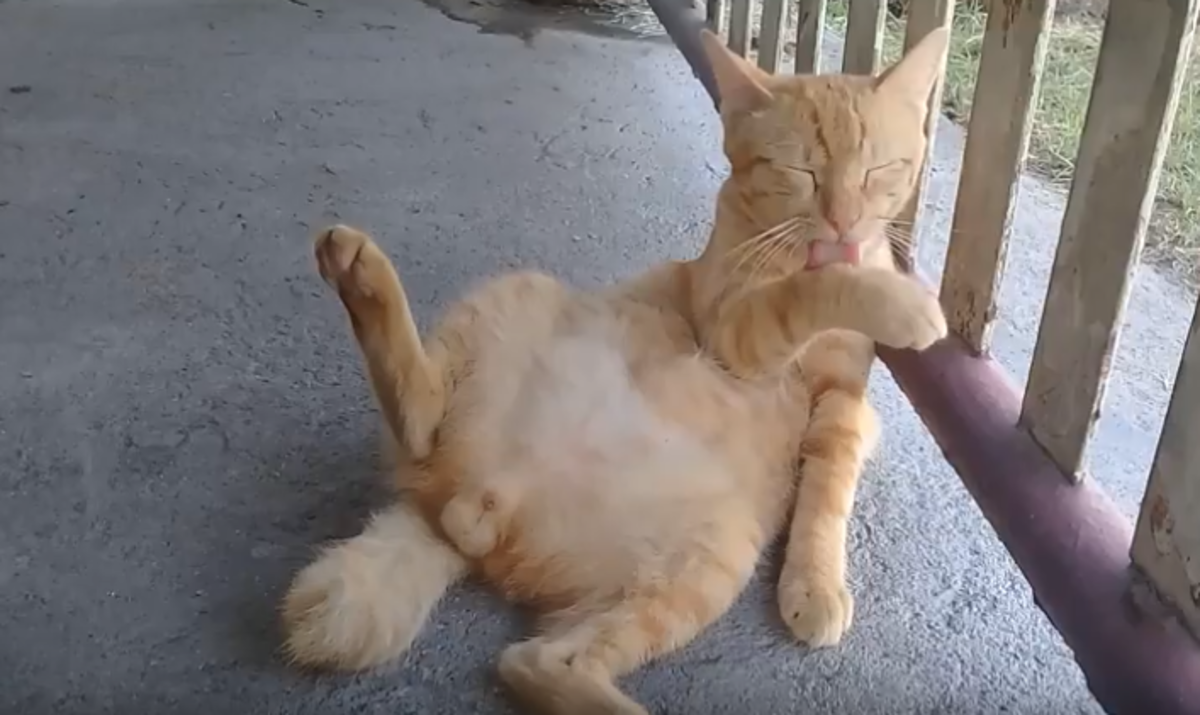 10 Life Lessons You Can Learn From Cats - HubPages