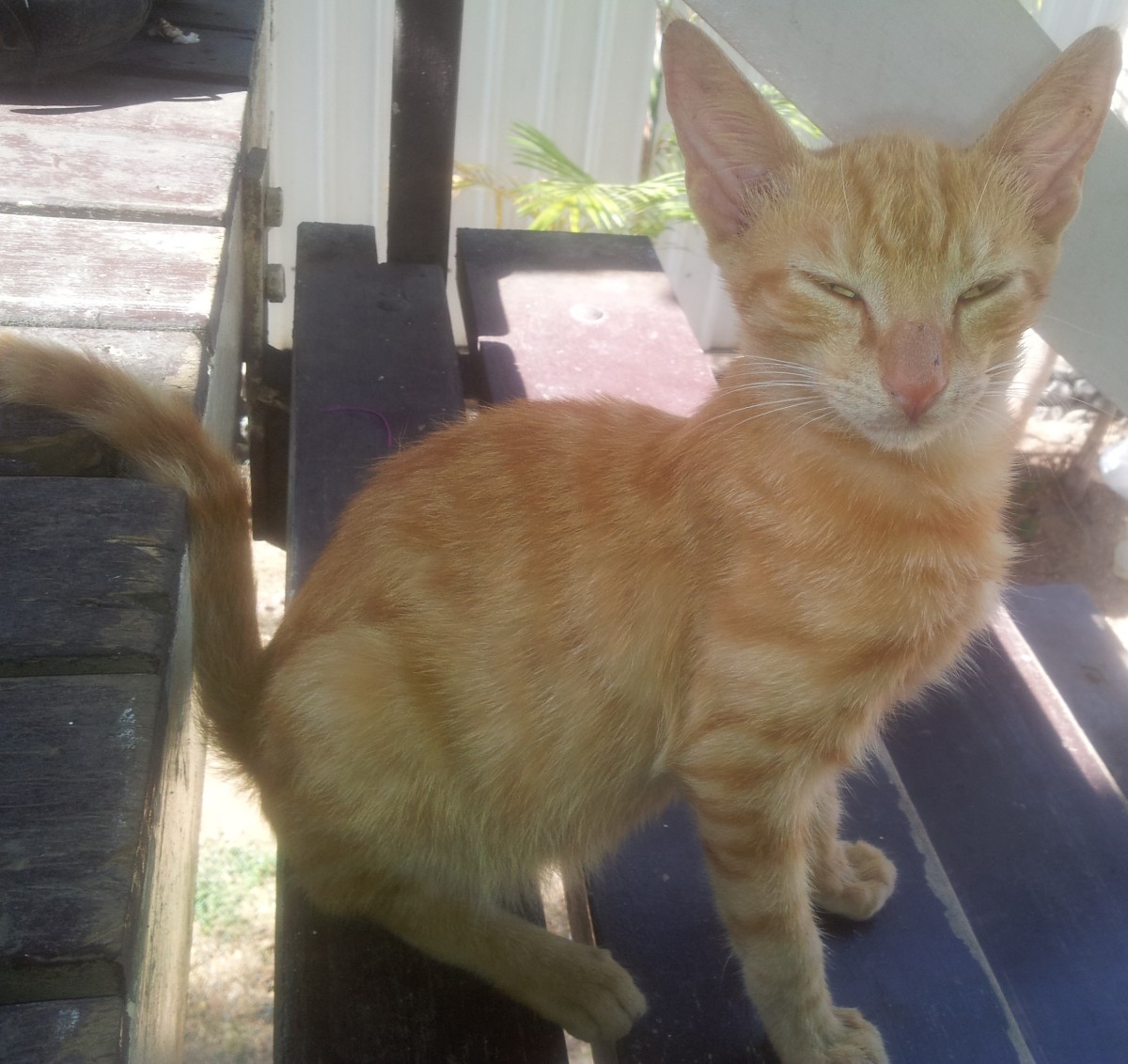 A Poem About a Stray Cat - HubPages