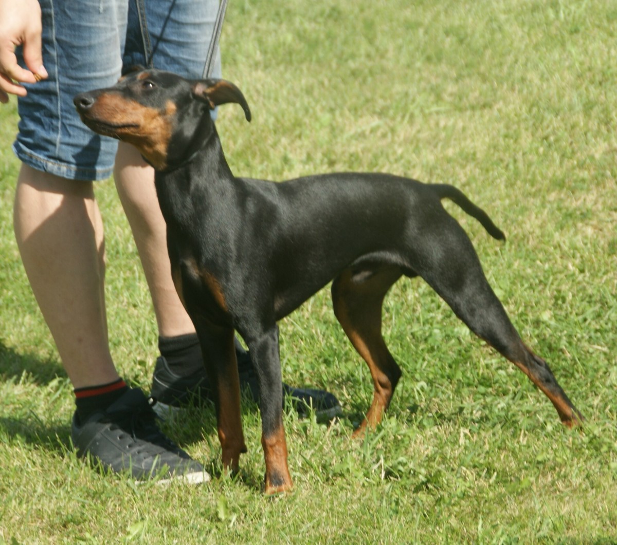 Meet the Manchester Terrier: Your Comprehensive Guide to This Energetic ...