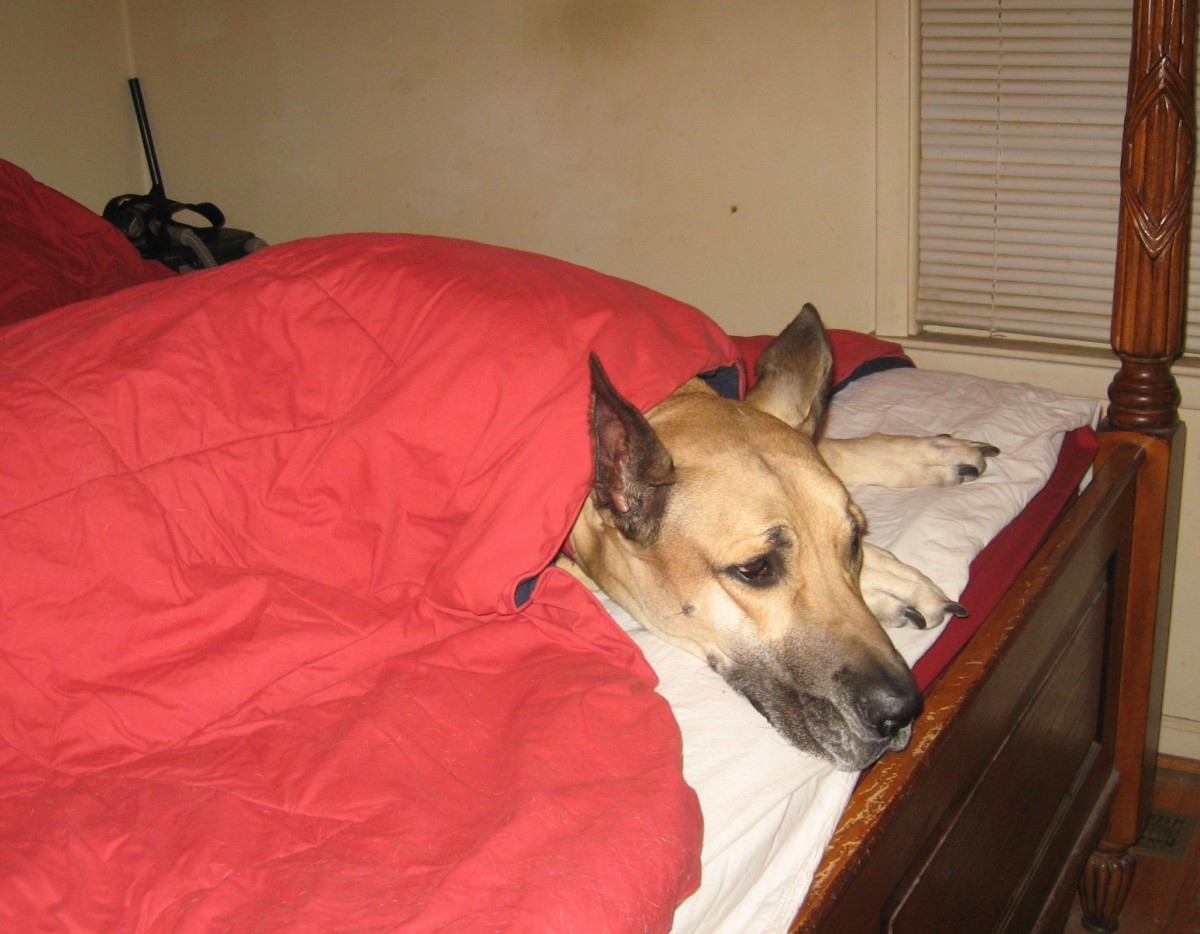 Great Dane Beds - HubPages