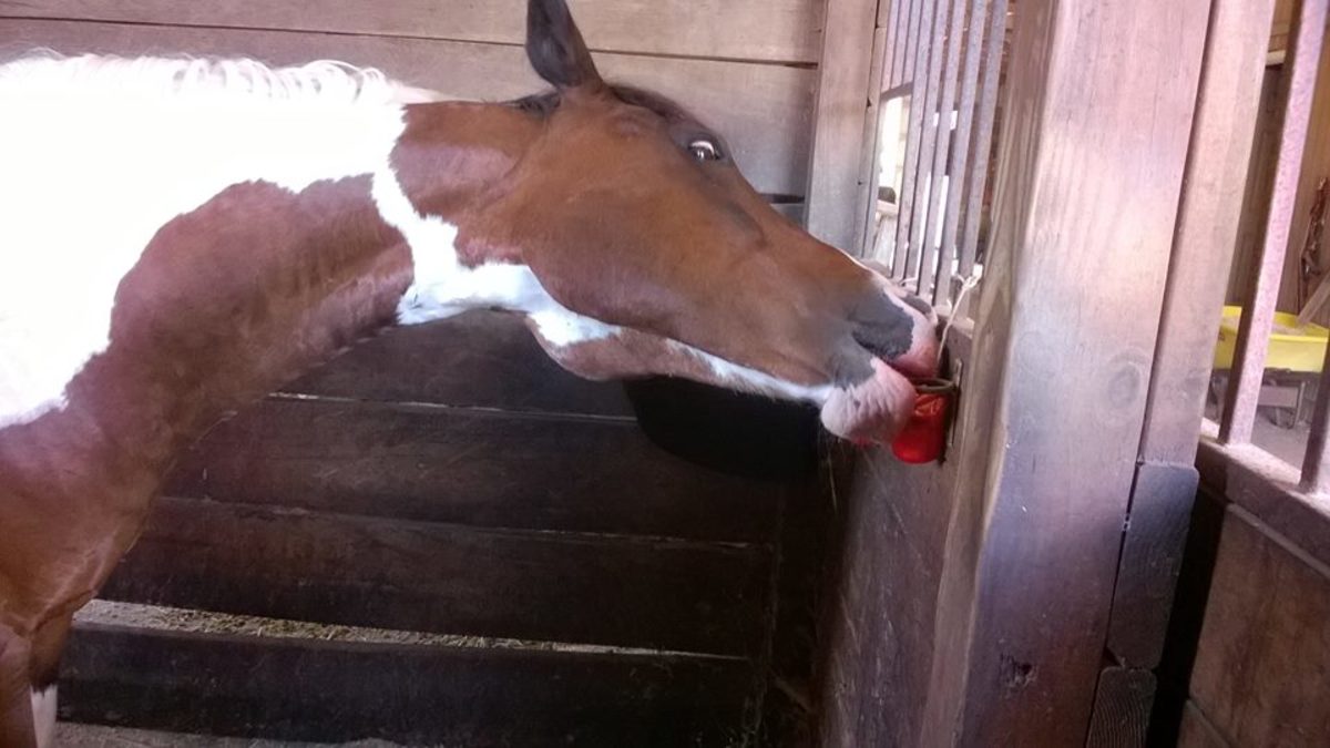 Feeding Your Horse Treats - HubPages