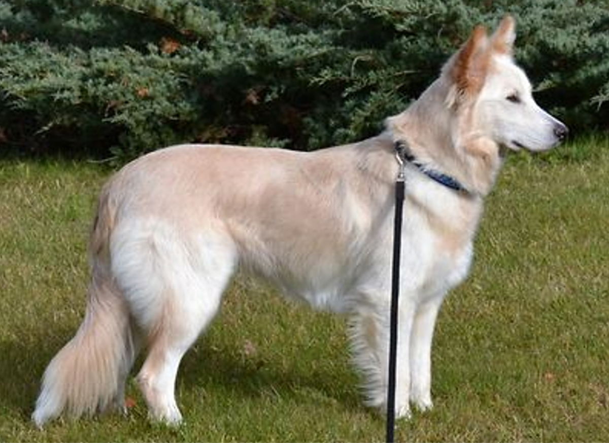 15 Most Popular Husky Mix Dogs - HubPages