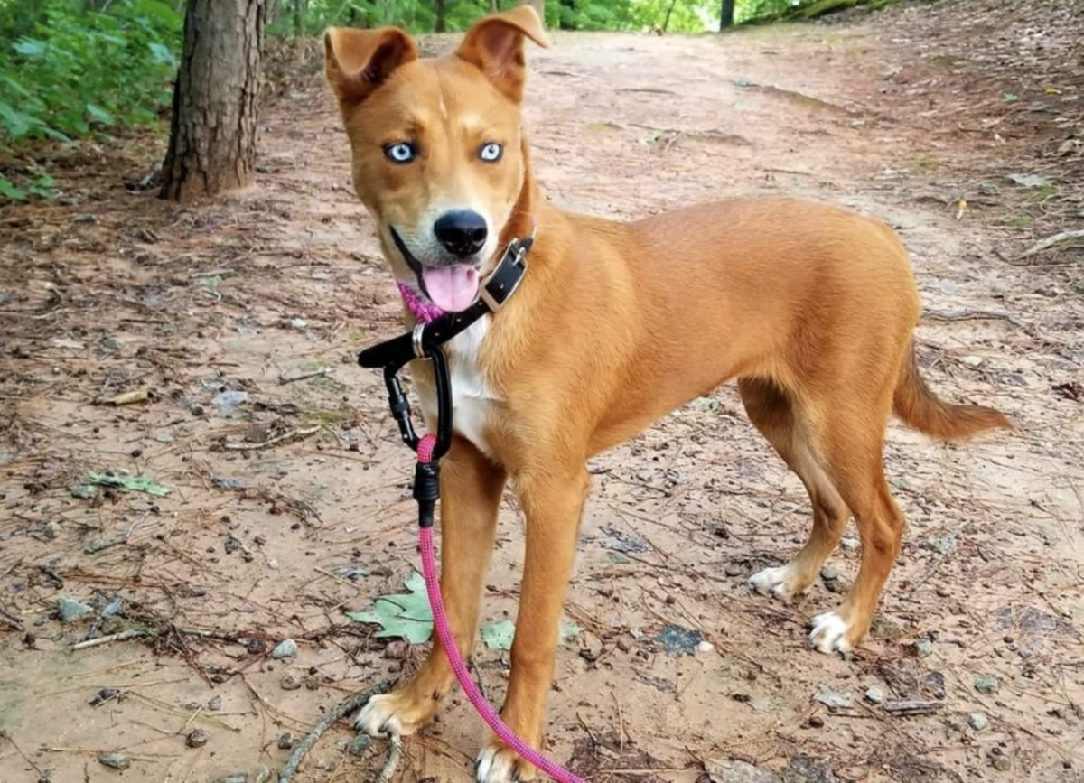 15 Most Popular Husky Mix Dogs - HubPages