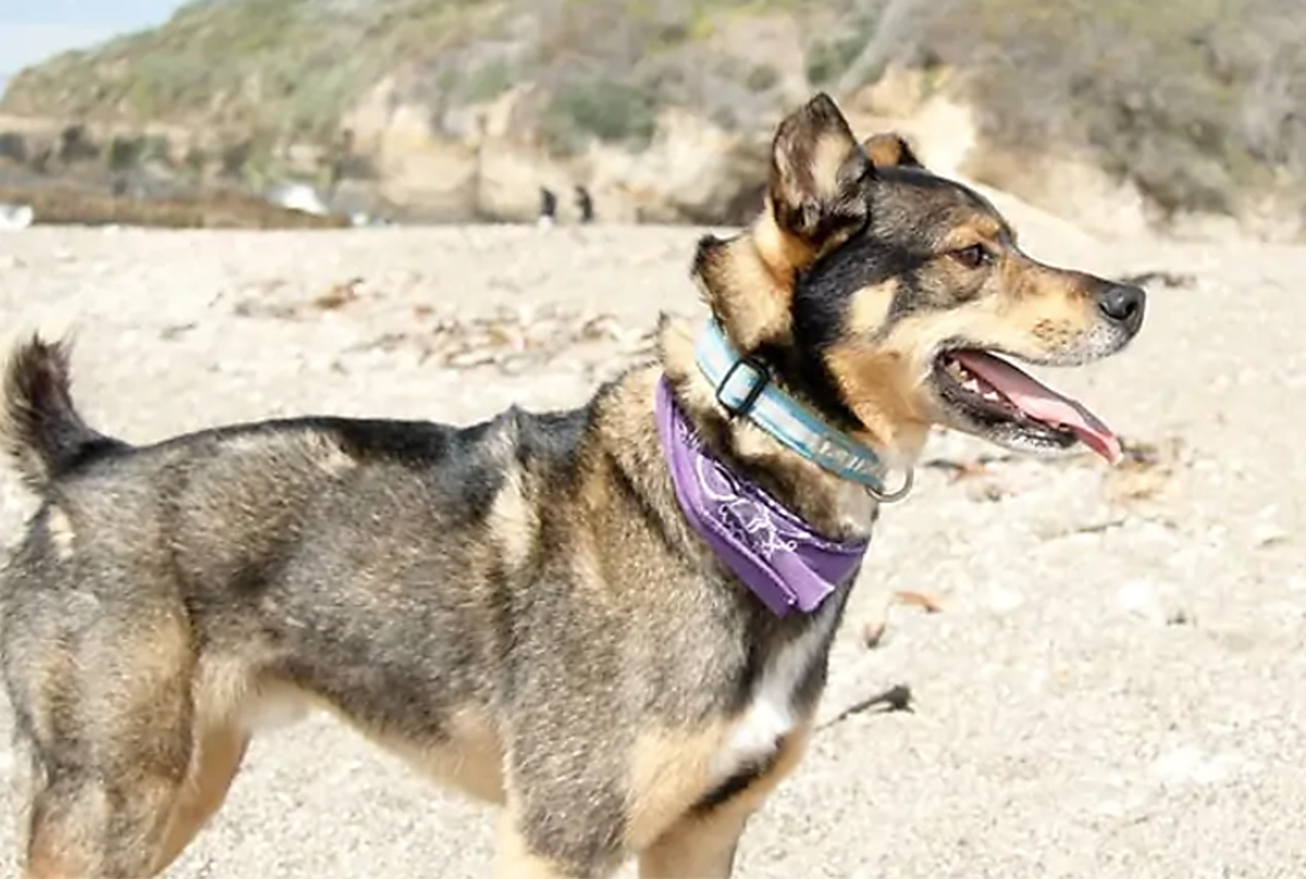 15 Most Popular Husky Mix Dogs - HubPages