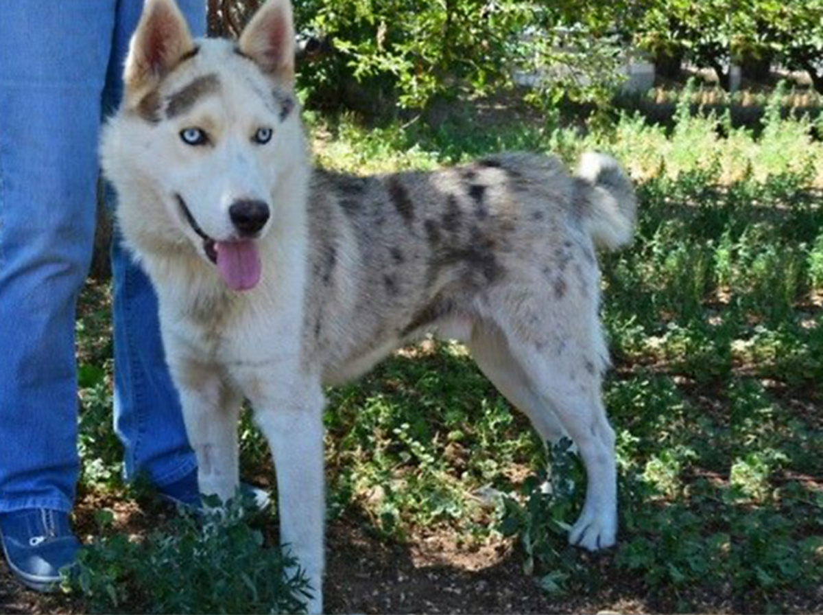 15 Most Popular Husky Mix Dogs - HubPages